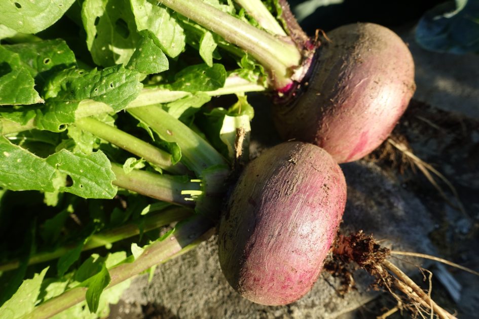 Growing turnip in my garden – Sara's Kitchen Garden