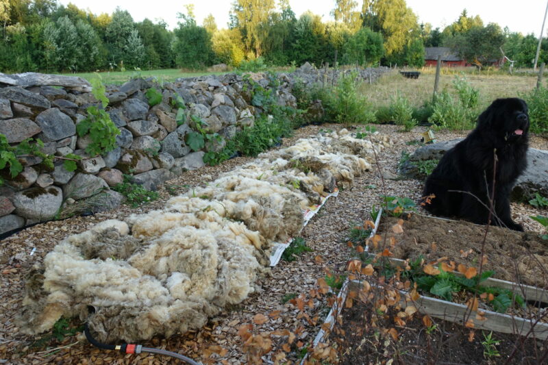 Mulching with wool in my garden – Sara's Kitchen Garden