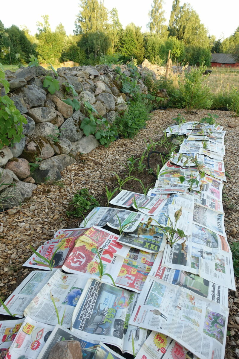 Mulching with wool in my garden – Sara's Kitchen Garden