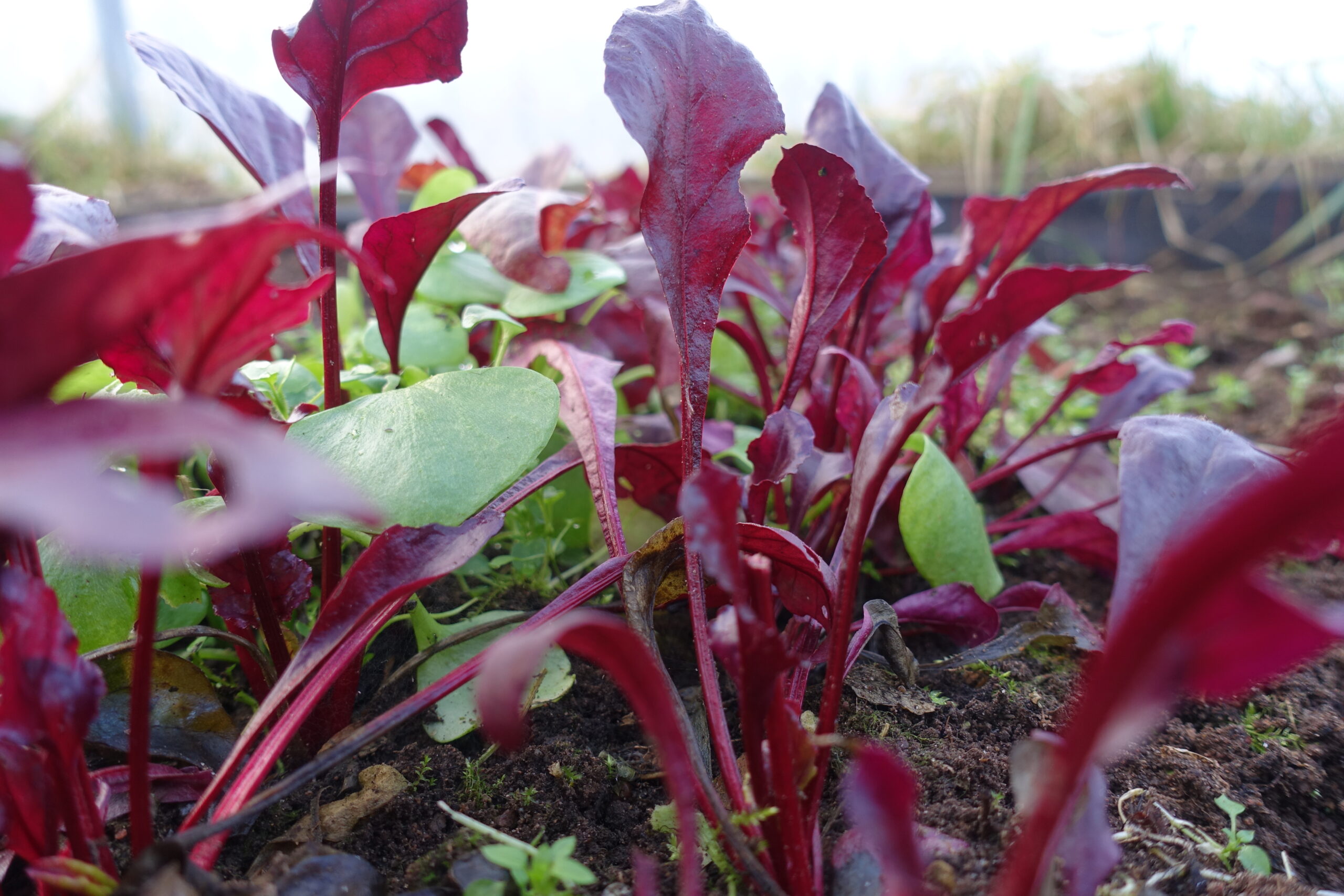 Growing Vegetables In Winter: A Beginner's Guide - Sara Bäckmo