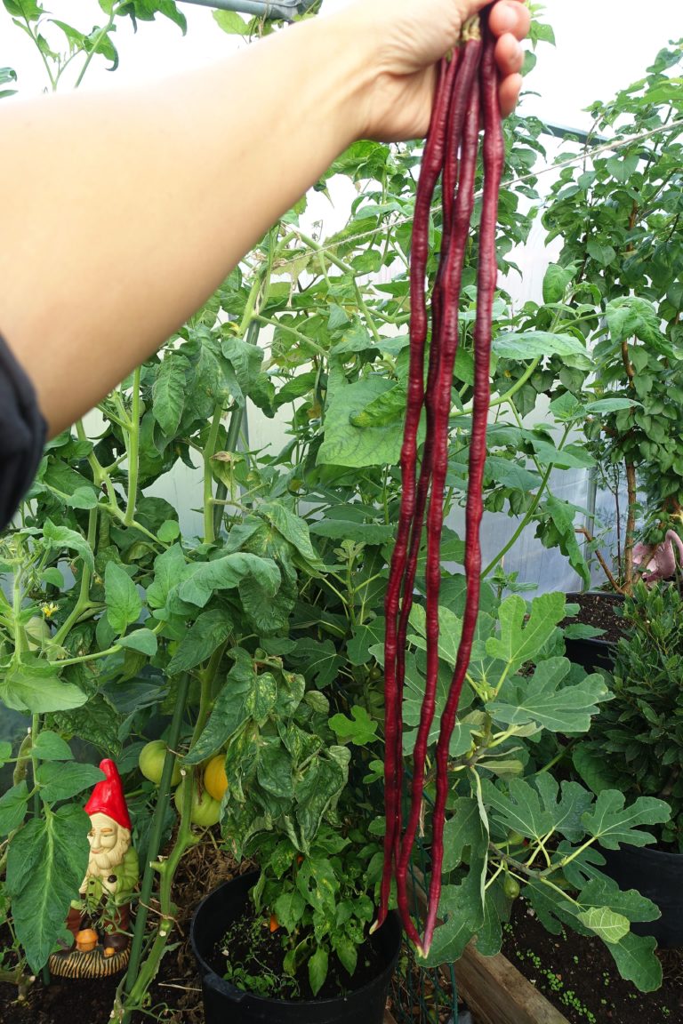 Growing Red Noodle yard-long bean – Sara's Kitchen Garden