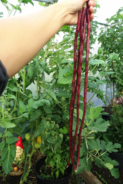 Growing Red Noodle yard-long bean – Sara's Kitchen Garden