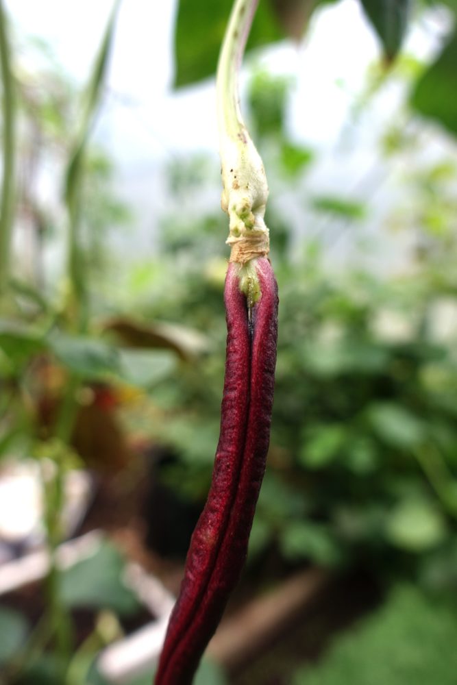 Growing Red Noodle yard-long bean – Sara's Kitchen Garden