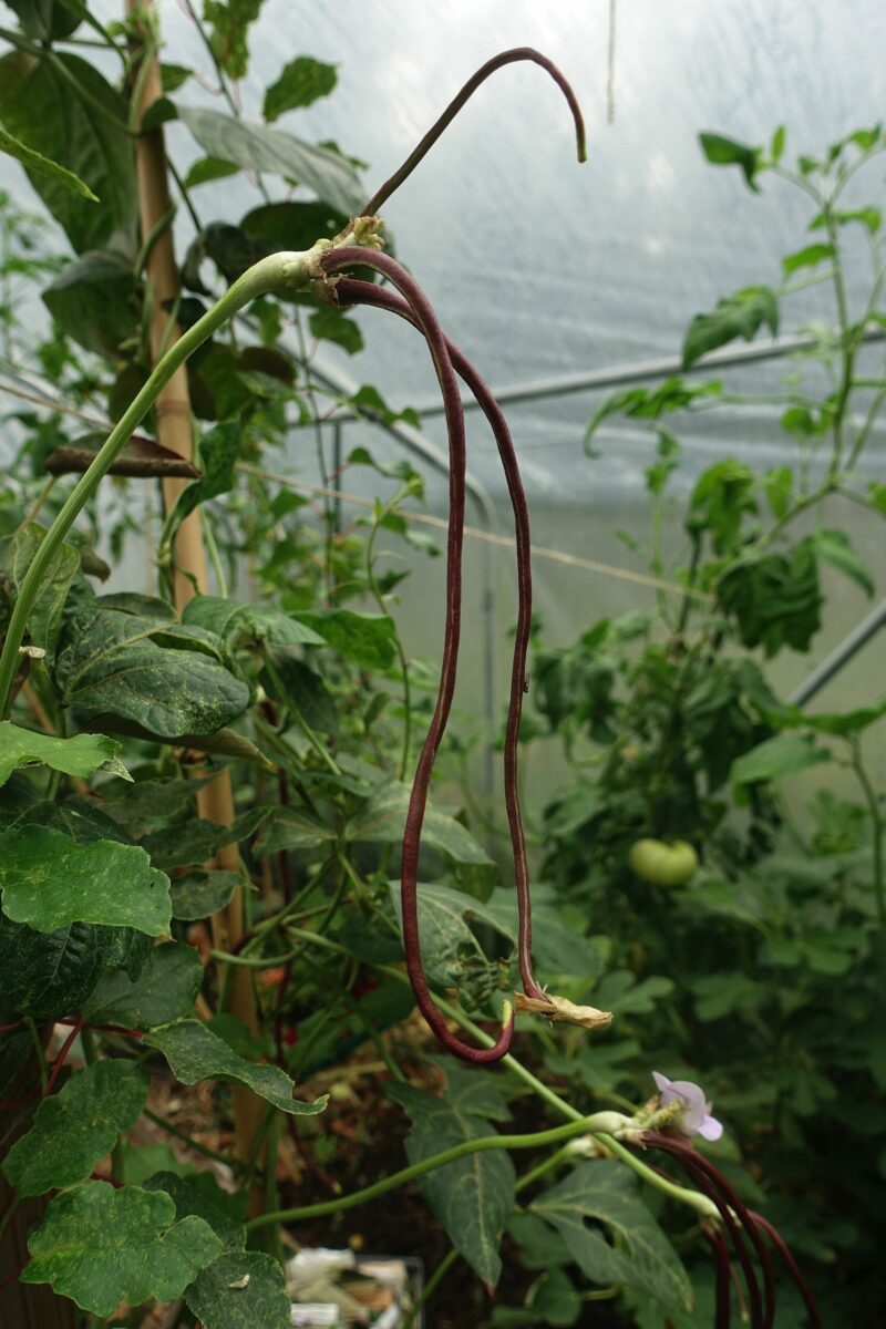 Growing Red Noodle yard-long bean – Sara's Kitchen Garden