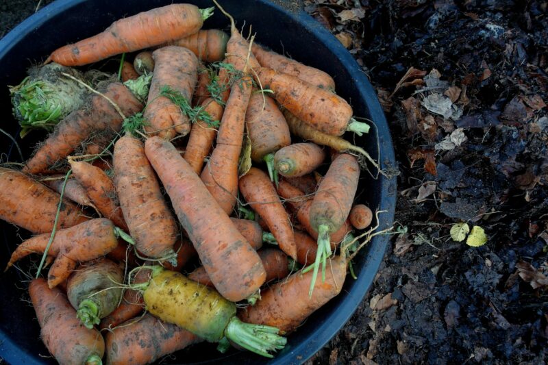 5 Ways to Store Carrots At Home – Sara's Kitchen Garden