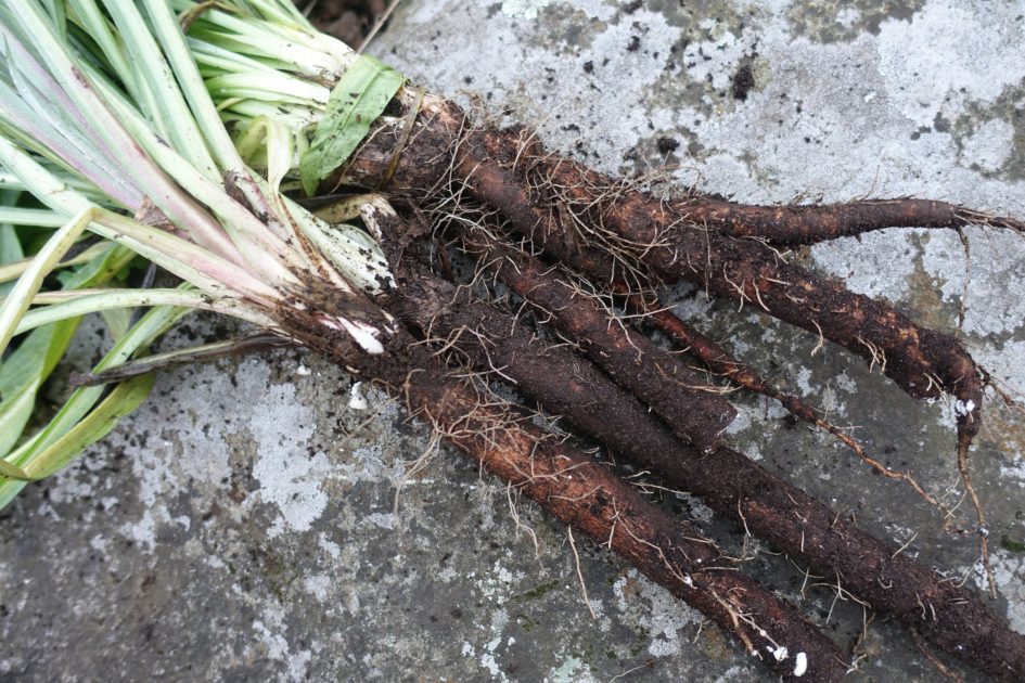 What is black salsify and how do I use it? – Sara's Kitchen Garden