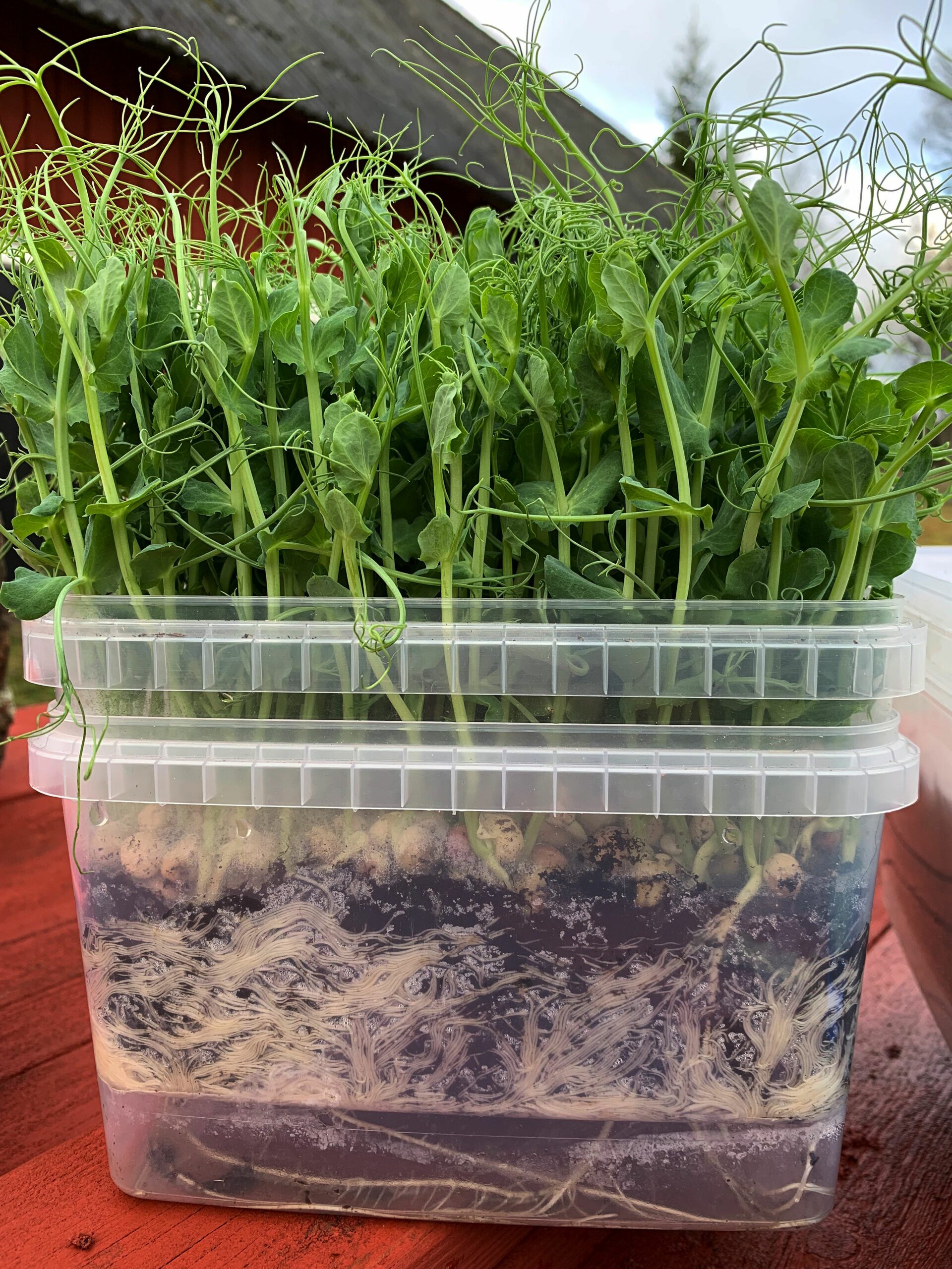 Guide: Grow pea shoots indoors – Sara's Kitchen Garden