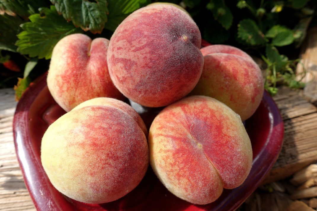 My 4 favorite peach varieties - Sara Bäckmo