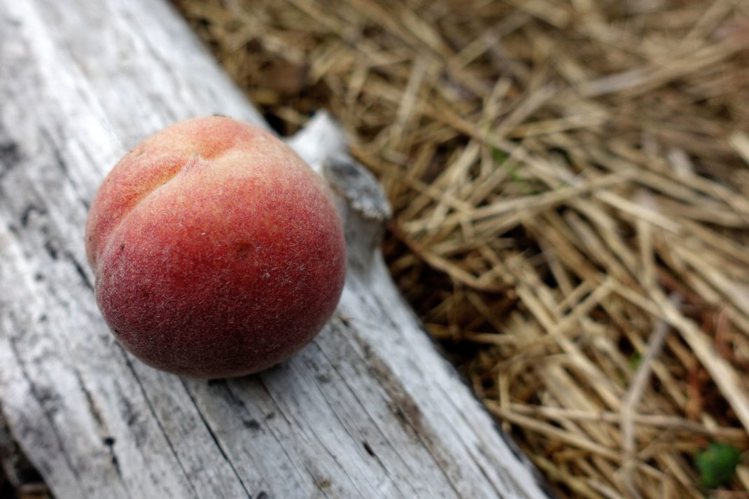 My 4 favorite peach varieties - Sara Bäckmo