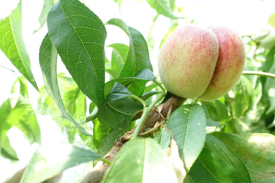 My 4 favorite peach varieties - Sara Bäckmo