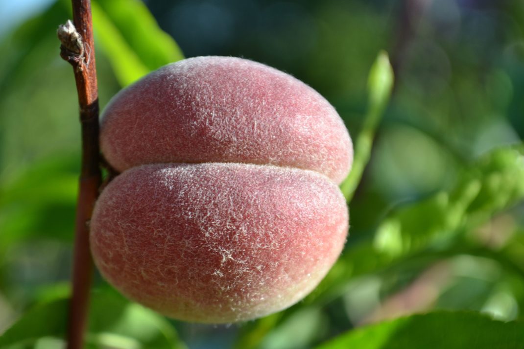 My 4 favorite peach varieties - Sara Bäckmo