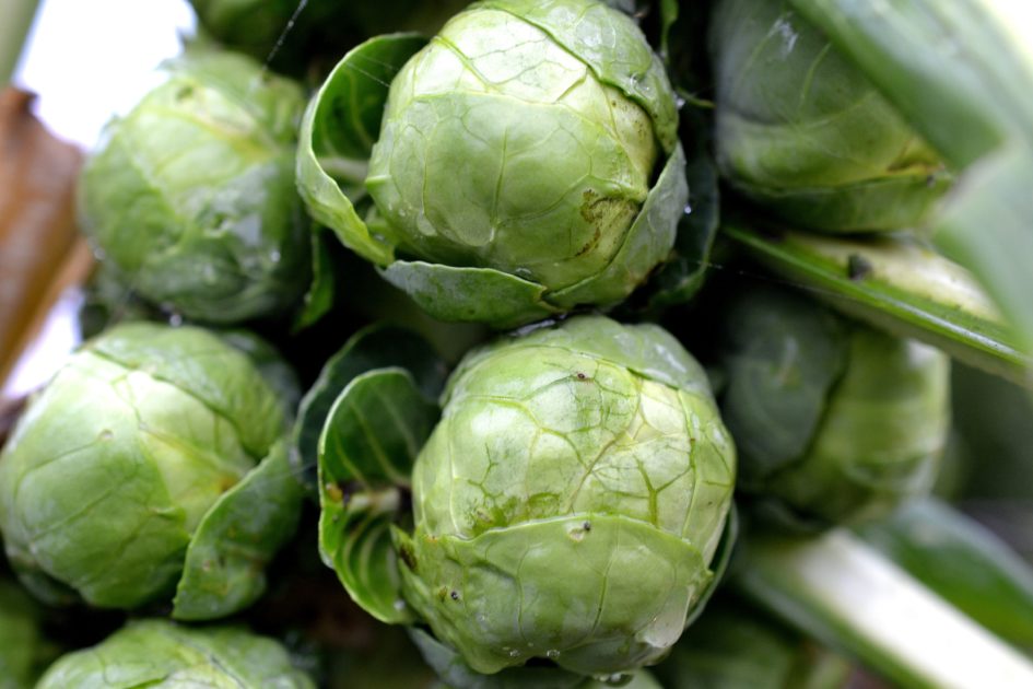 10 Cabbage Varieties and How To Use Them – Sara's Kitchen Garden