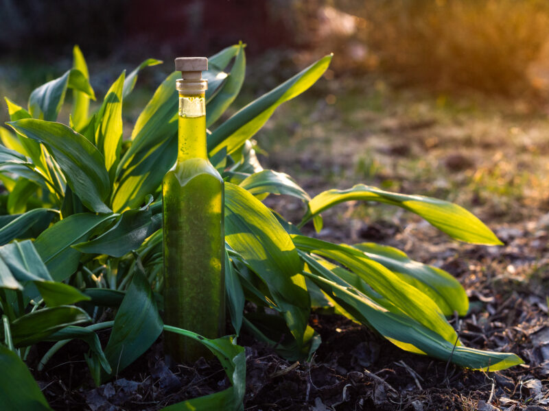 Homemade wild garlic oil – Sara's Kitchen Garden