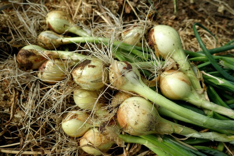 Gardening for Beginners: When to Harvest Onion – Sara's Kitchen Garden