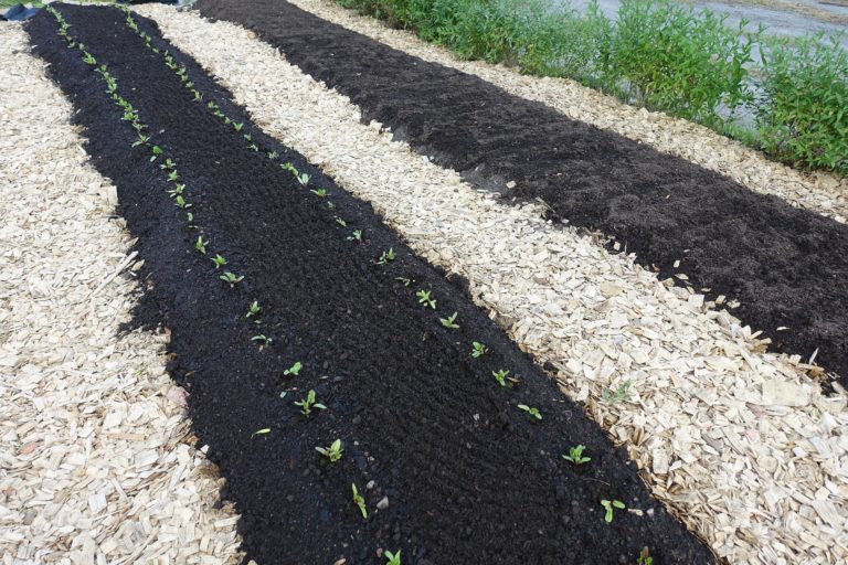 How to Use Cardboard in the Garden – Sara's Kitchen Garden