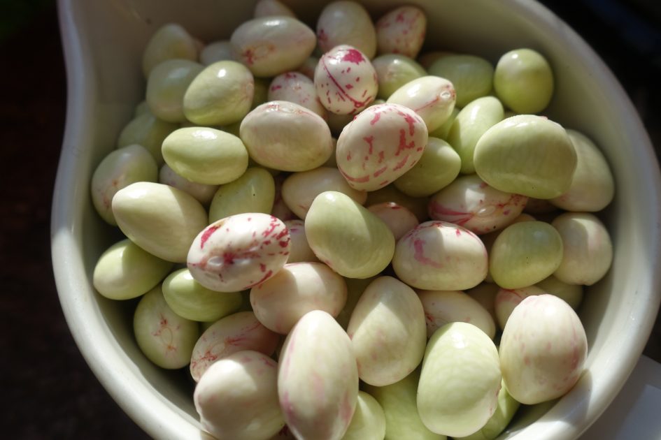 Growing borlotti beans in cold climates – Sara's Kitchen Garden