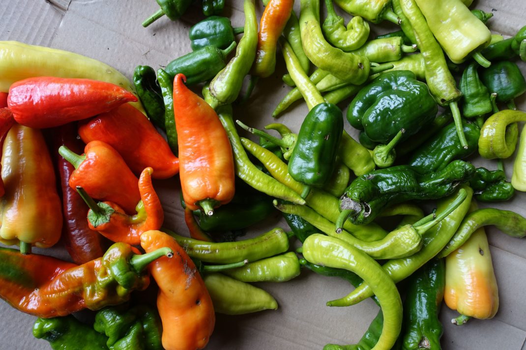 How to ripen bell peppers indoors – Sara's Kitchen Garden