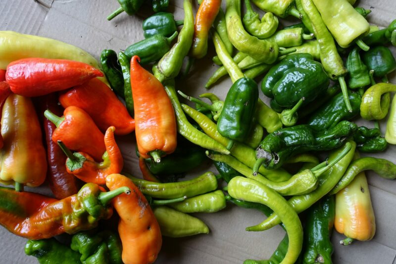 How to ripen bell peppers indoors – Sara's Kitchen Garden