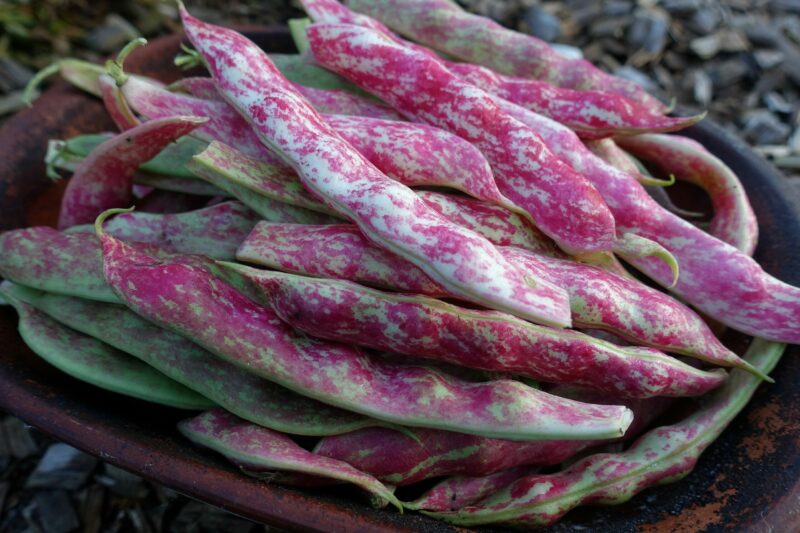 Growing borlotti beans in cold climates – Sara's Kitchen Garden