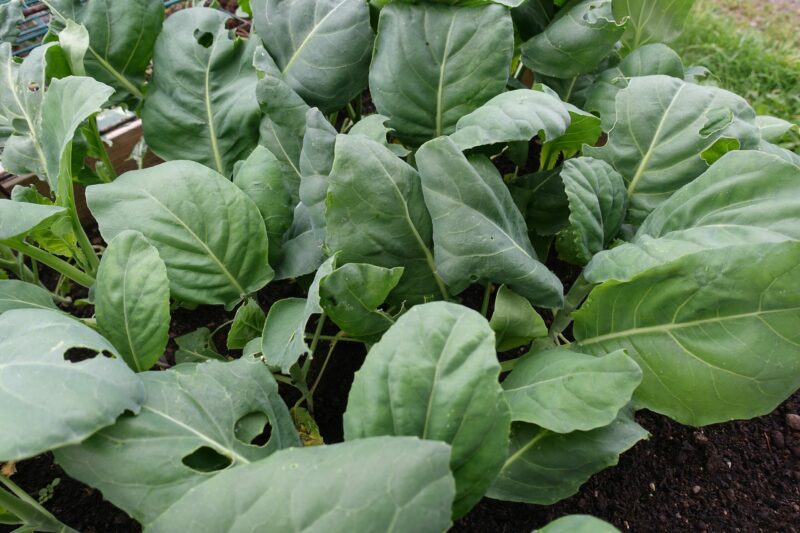 How to Grow Chinese Broccoli – Sara's Kitchen Garden