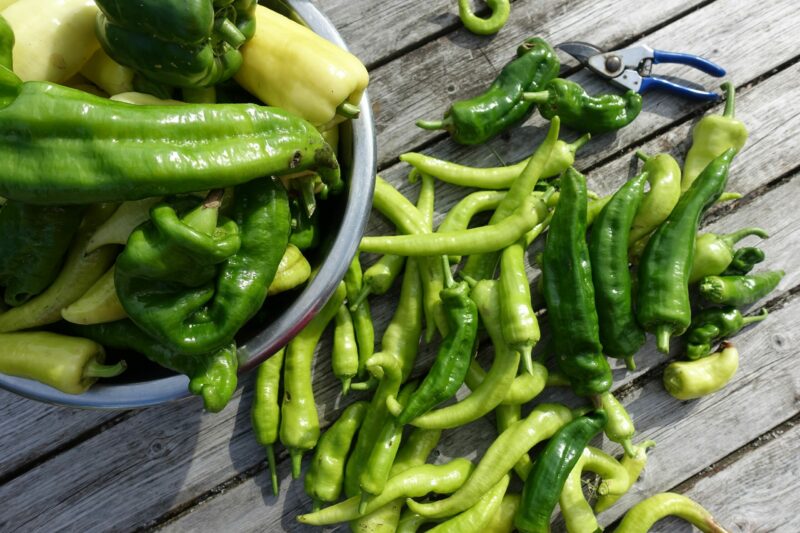How to ripen bell peppers indoors – Sara's Kitchen Garden