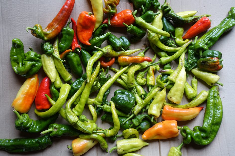 How to ripen bell peppers indoors – Sara's Kitchen Garden