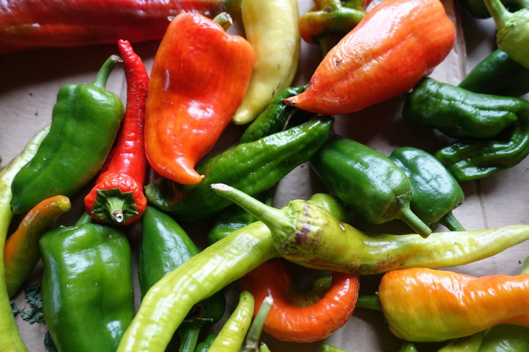How to ripen bell peppers indoors – Sara's Kitchen Garden