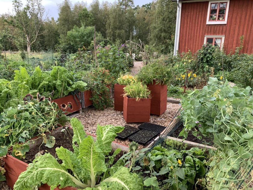 A tour of my lovely fall garden – Sara's Kitchen Garden
