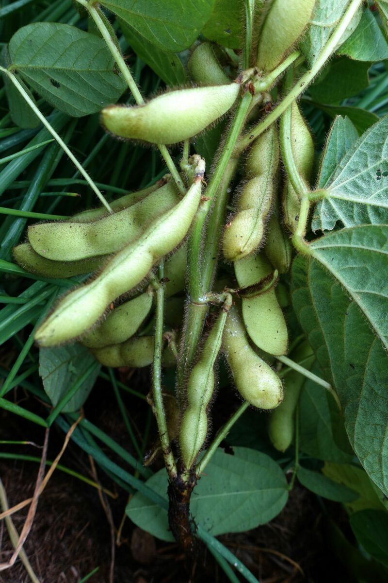 How to grow Midori Giant soybean – Sara's Kitchen Garden