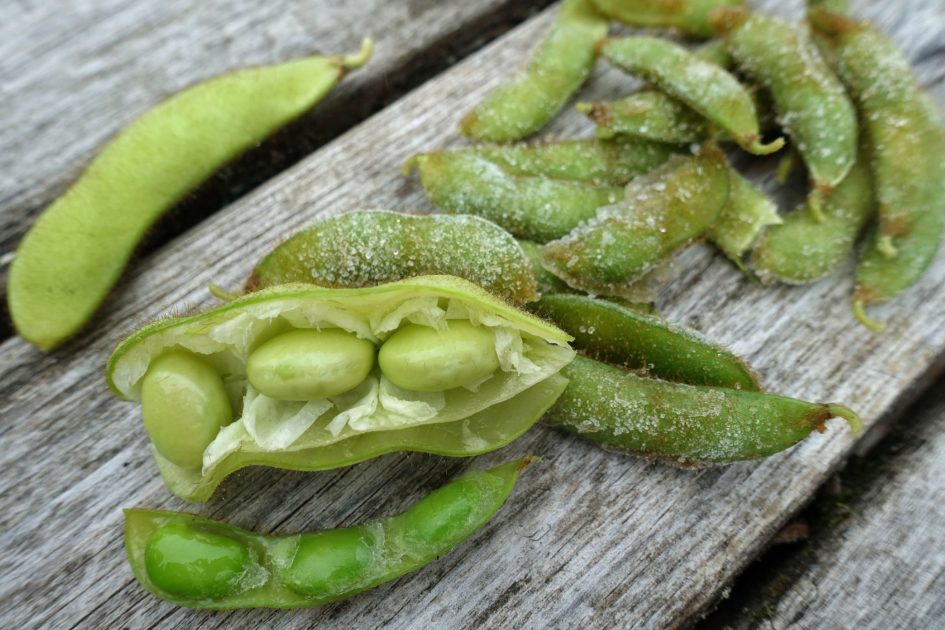 How to grow Midori Giant soybean – Sara's Kitchen Garden