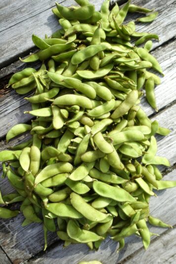 How to grow Midori Giant soybean – Sara's Kitchen Garden