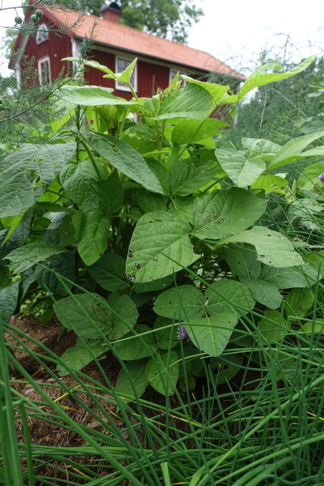 How to grow Midori Giant soybean – Sara's Kitchen Garden