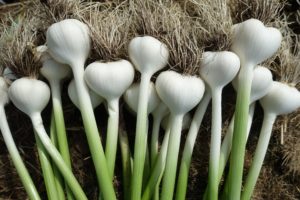 Tips and Tricks: How to make a garlic braid – Sara's Kitchen Garden