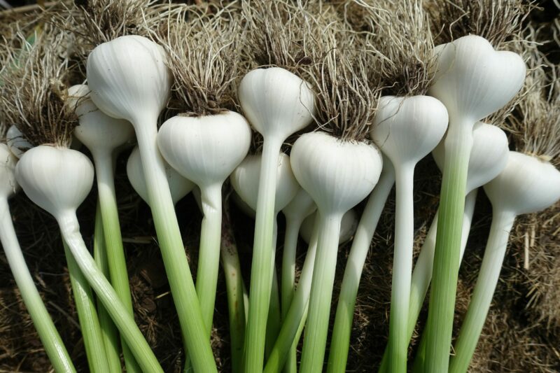 Tips and Tricks: How to make a garlic braid – Sara's Kitchen Garden