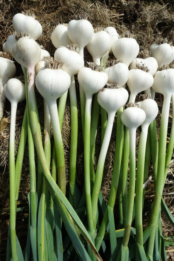 Tips and Tricks: How to make a garlic braid – Sara's Kitchen Garden