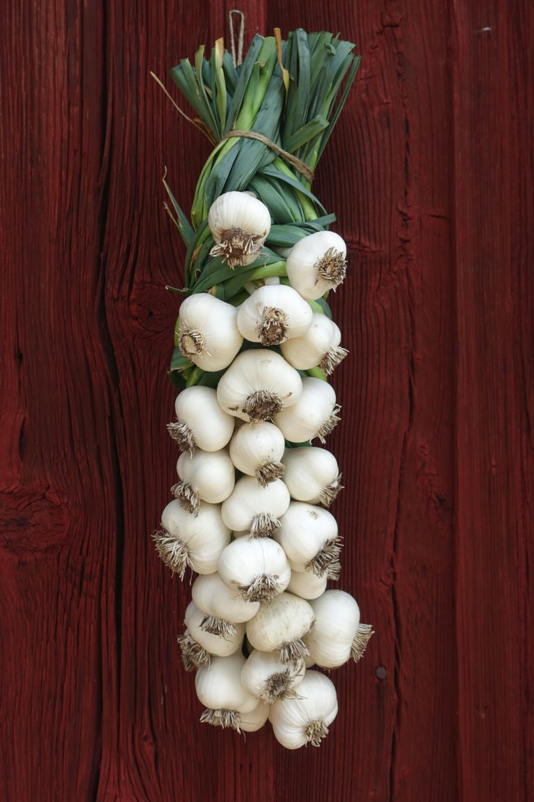 Tips and Tricks: How to make a garlic braid – Sara's Kitchen Garden