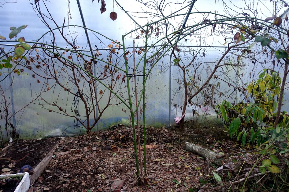 How to Prune Blackberries – Sara's Kitchen Garden