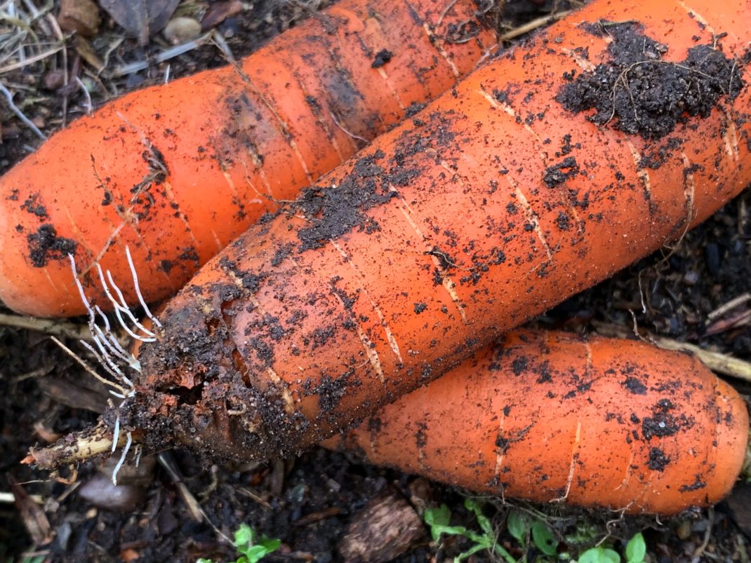 Carrot Fly Infestations: How to Prevent Them – Sara's Kitchen Garden