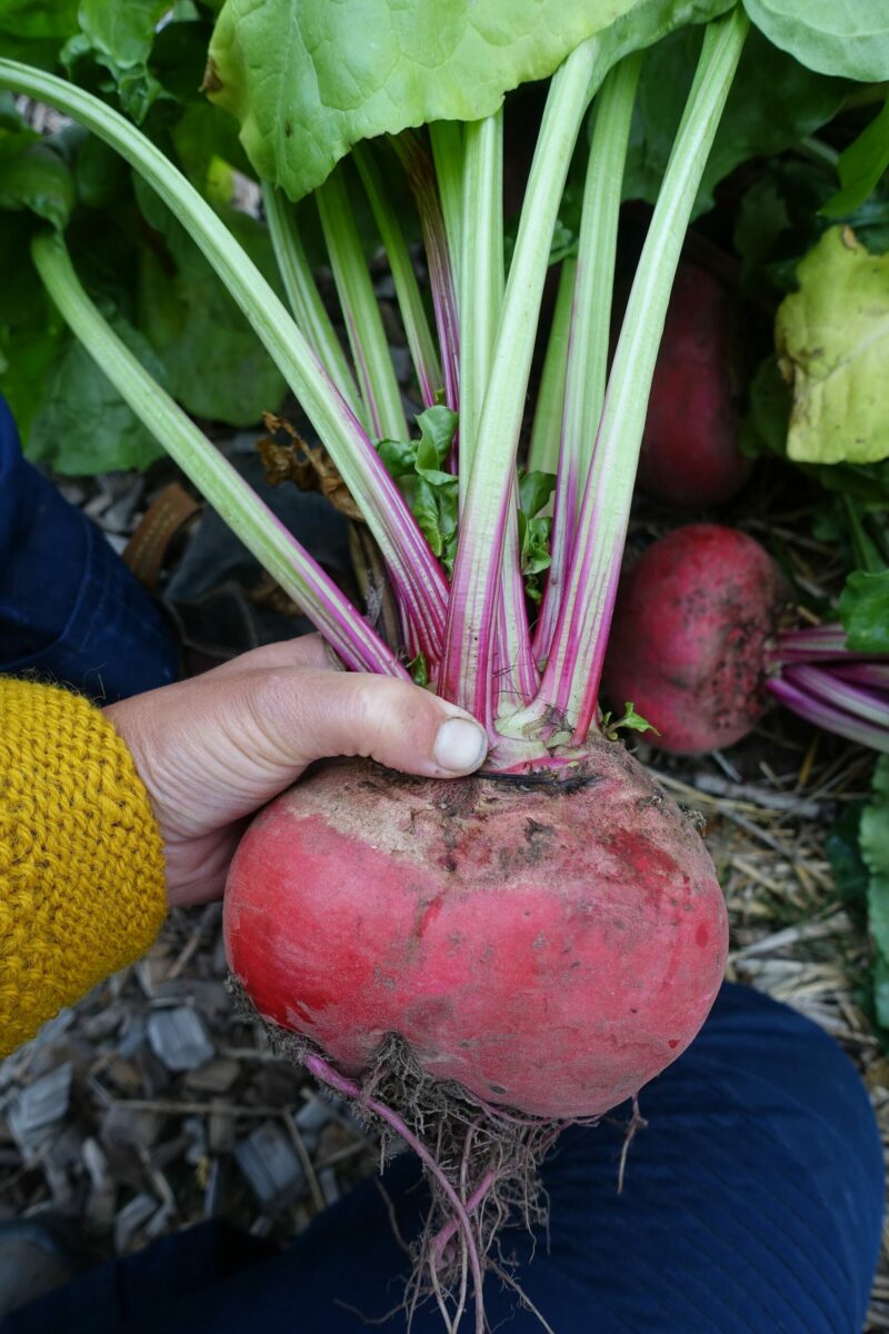 Guide: Winter-Sowing Beets – Sara's Kitchen Garden