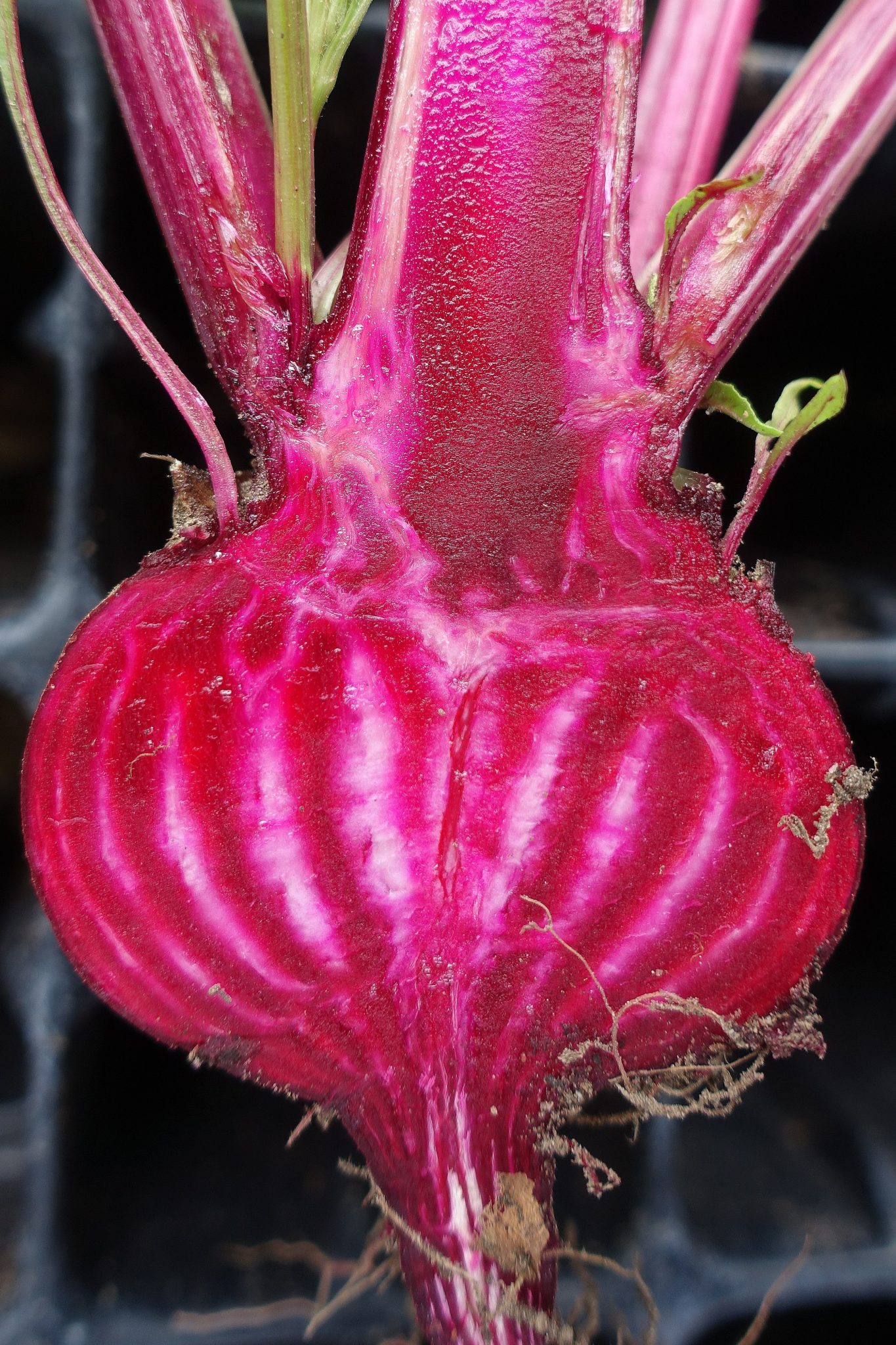 Guide: Winter-Sowing Beets – Sara's Kitchen Garden