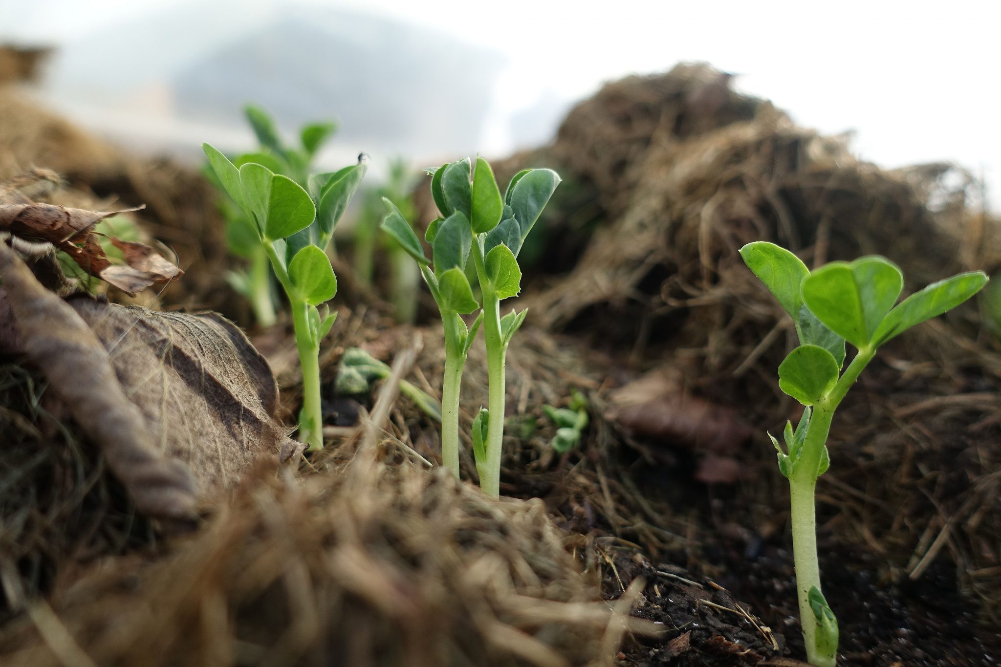Growing Snow Peas in Winter – Sara's Kitchen Garden