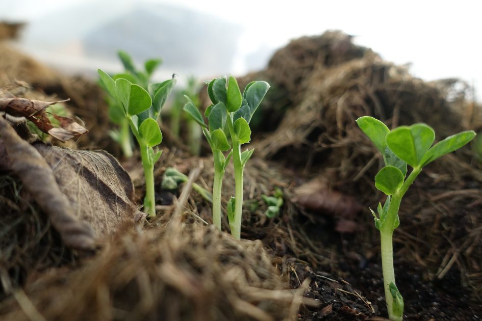 Growing Snow Peas in Winter – Sara's Kitchen Garden
