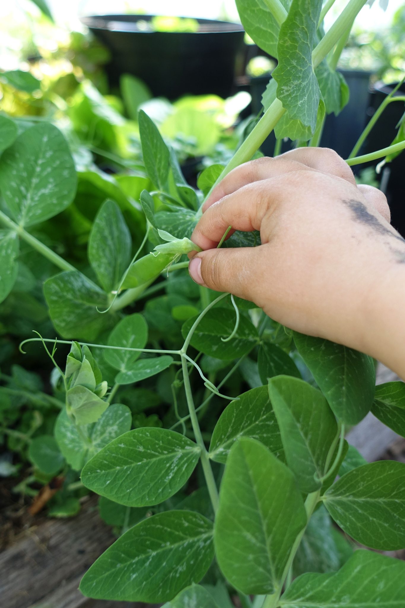Growing Snow Peas in Winter – Sara's Kitchen Garden
