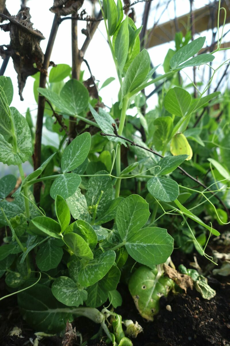 Growing Snow Peas in Winter – Sara's Kitchen Garden