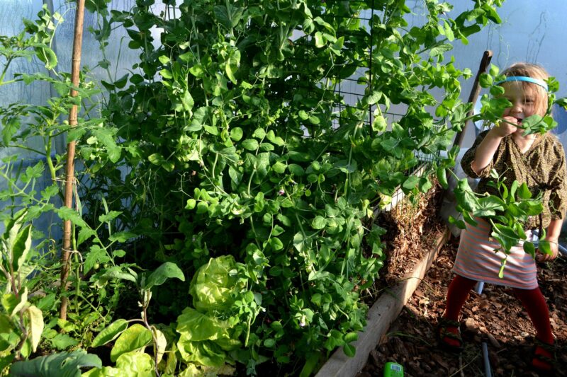 Growing Snow Peas in Winter – Sara's Kitchen Garden