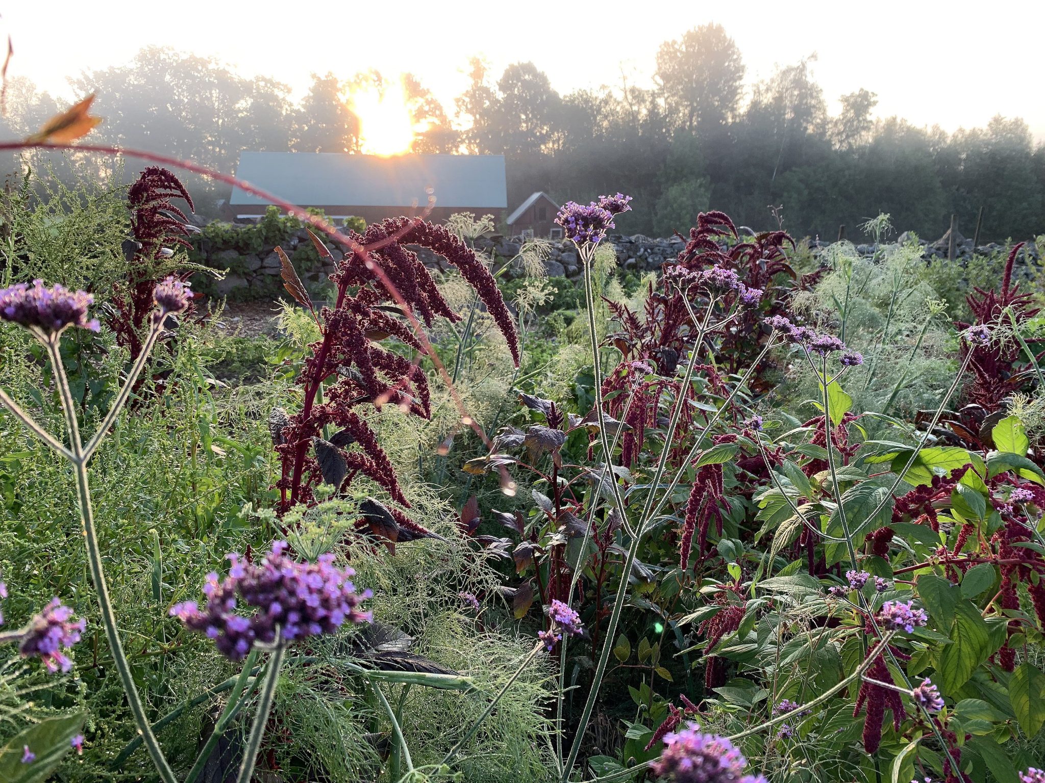 My Beautiful Red Garnet Amaranth – Sara's Kitchen Garden