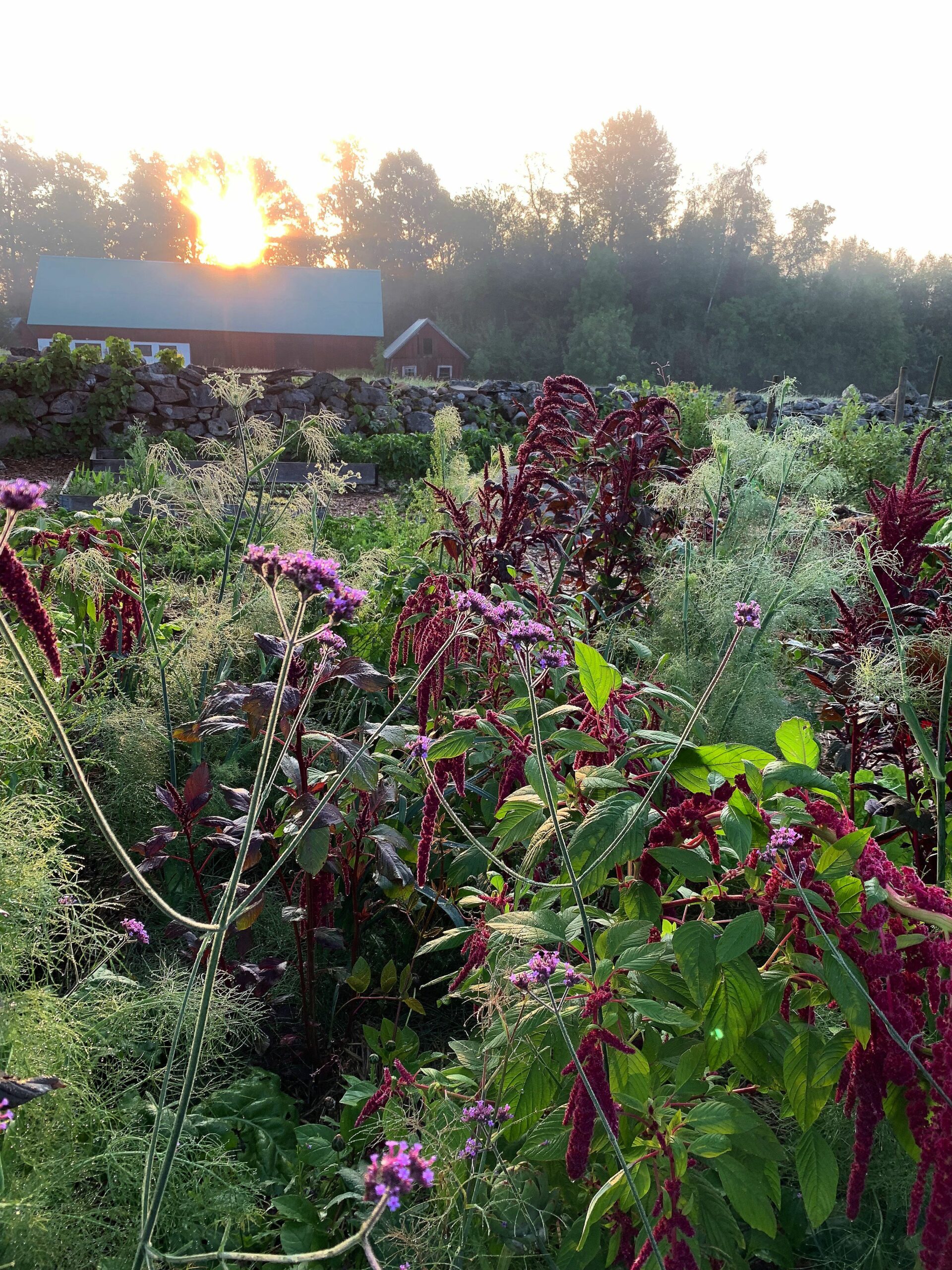 My Beautiful Red Garnet Amaranth – Sara's Kitchen Garden