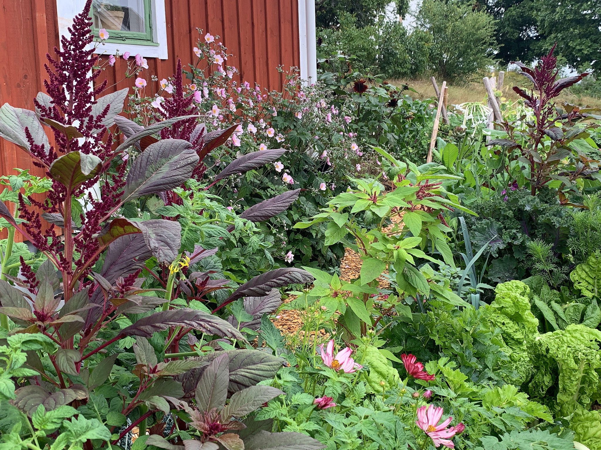 My Beautiful Red Garnet Amaranth – Sara's Kitchen Garden