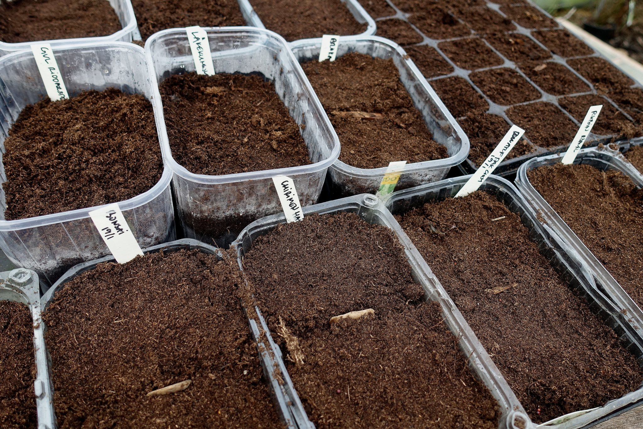 Winter Sowing for Beginners – Sara's Kitchen Garden