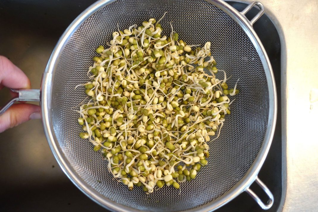 Sprouting in a Strainer at Home – Sara's Kitchen Garden